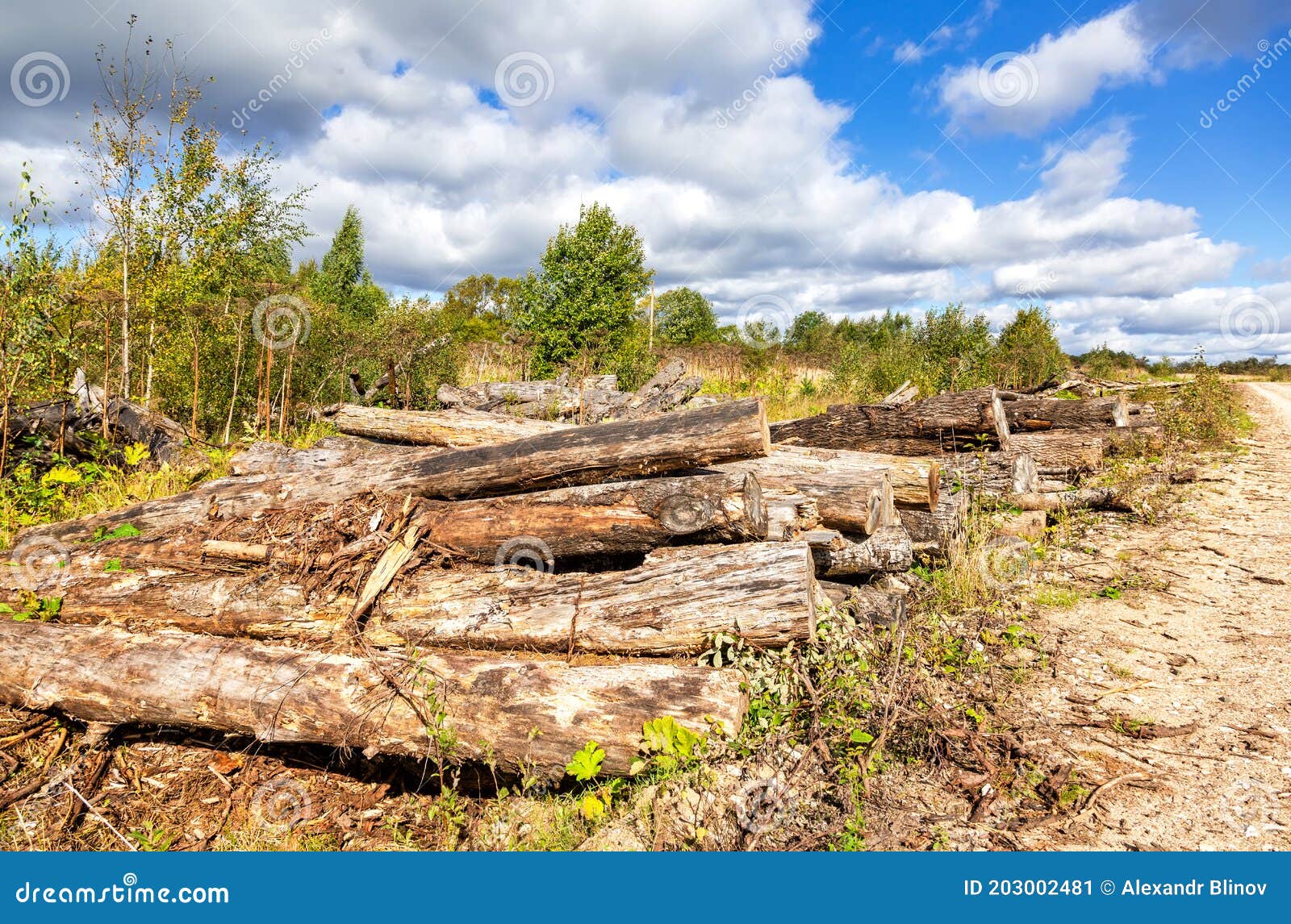 Broken Old Cut Tree Logs Piled Up Near a Forest Road Stock Image ...