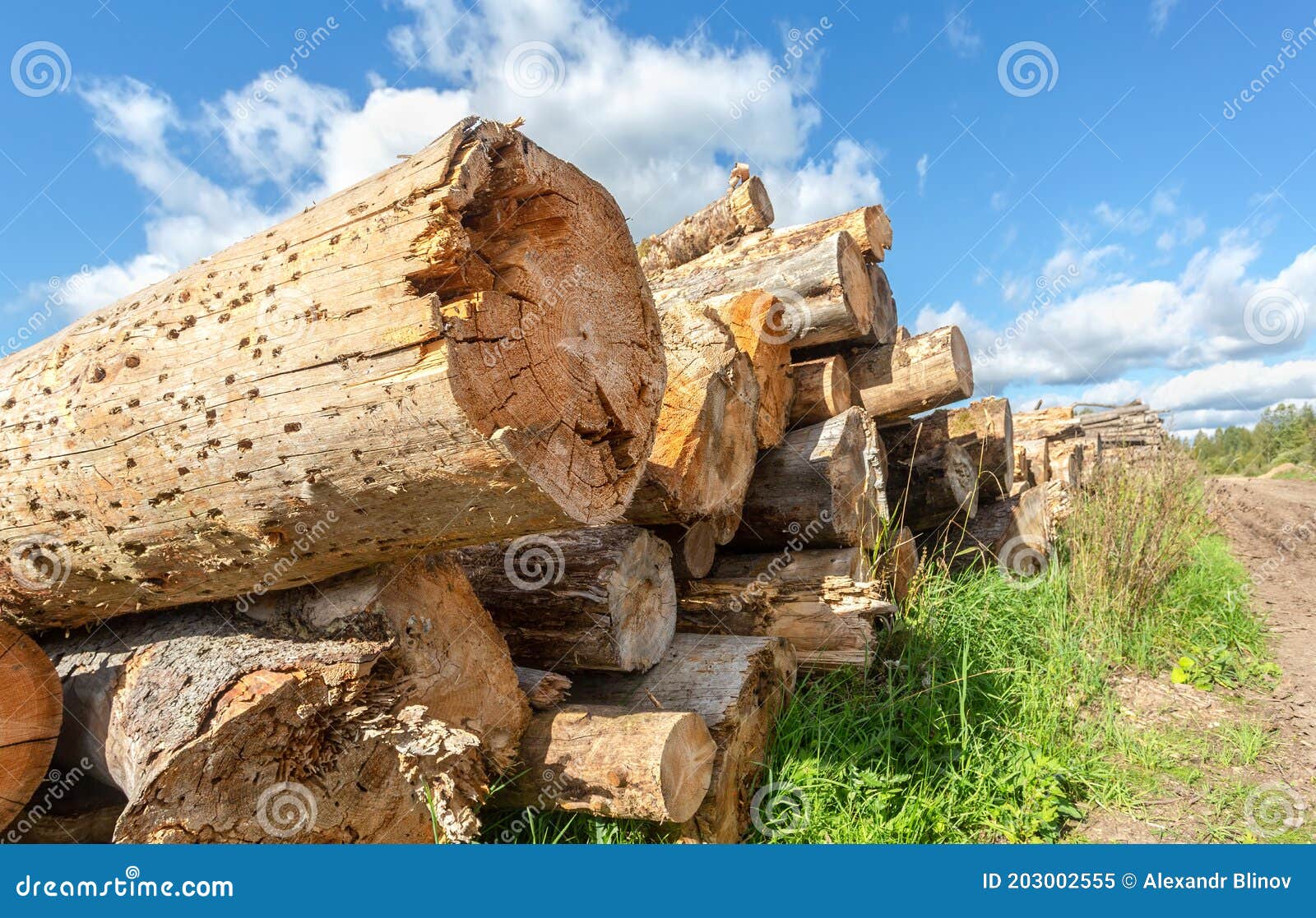 Broken Old Cut Tree Logs Piled Up Near a Forest Road Stock Image ...