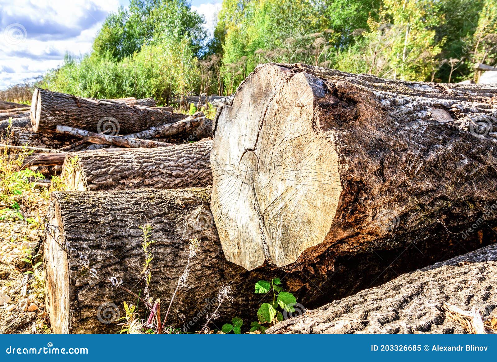 Broken Old Cut Tree Logs Piled Up Near a Forest Road Stock Image ...