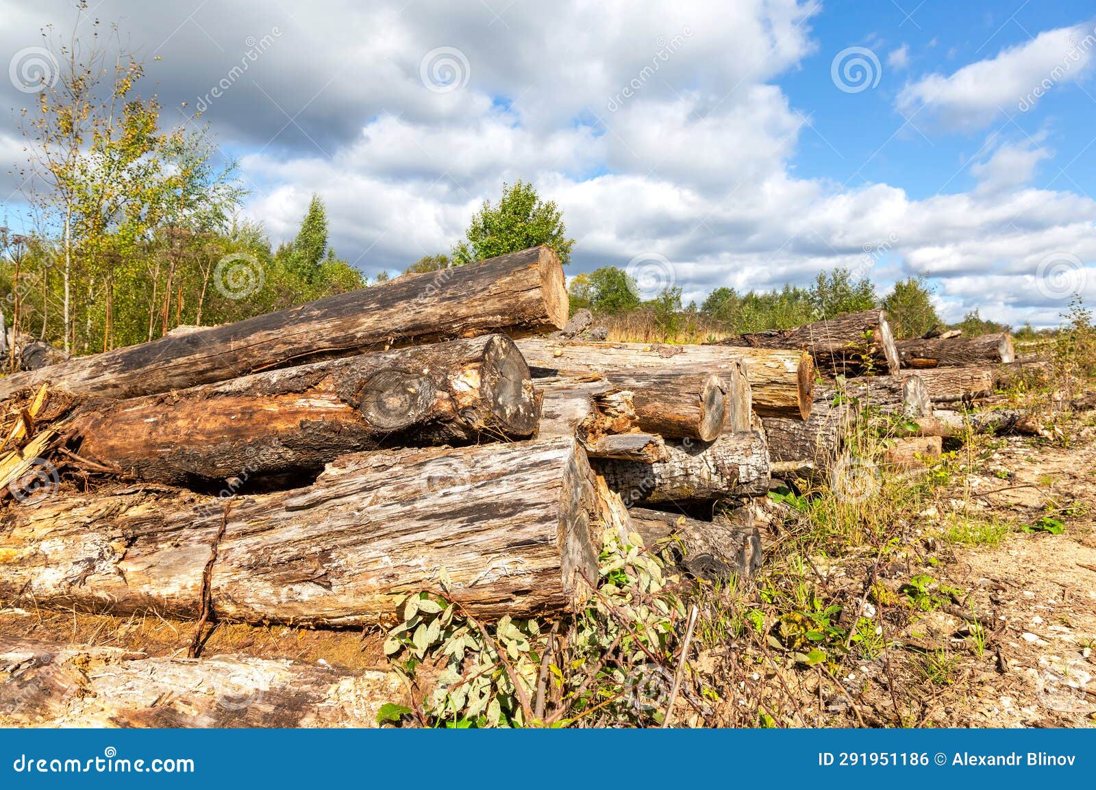 Broken Old Cut Tree Logs Piled Up Near a Forest Road in Sunny Summer ...