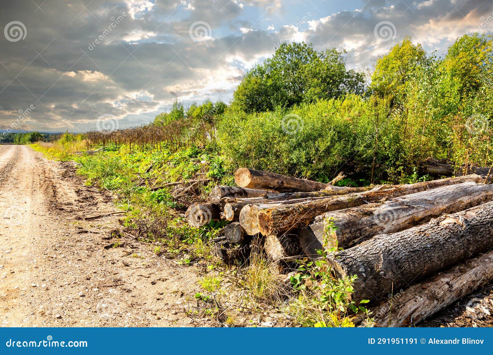 Broken Old Cut Tree Logs Piled Up Near a Forest Road in Sunny Summer ...