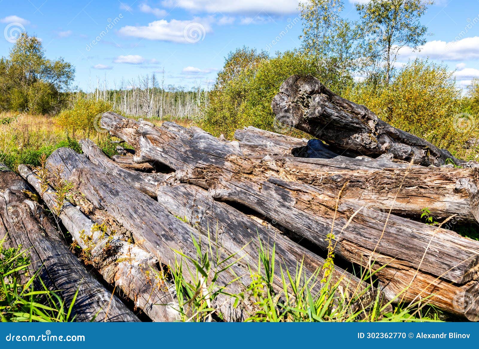 Broken Old Cut Tree Logs Piled Up Near a Forest Road in Summer ...