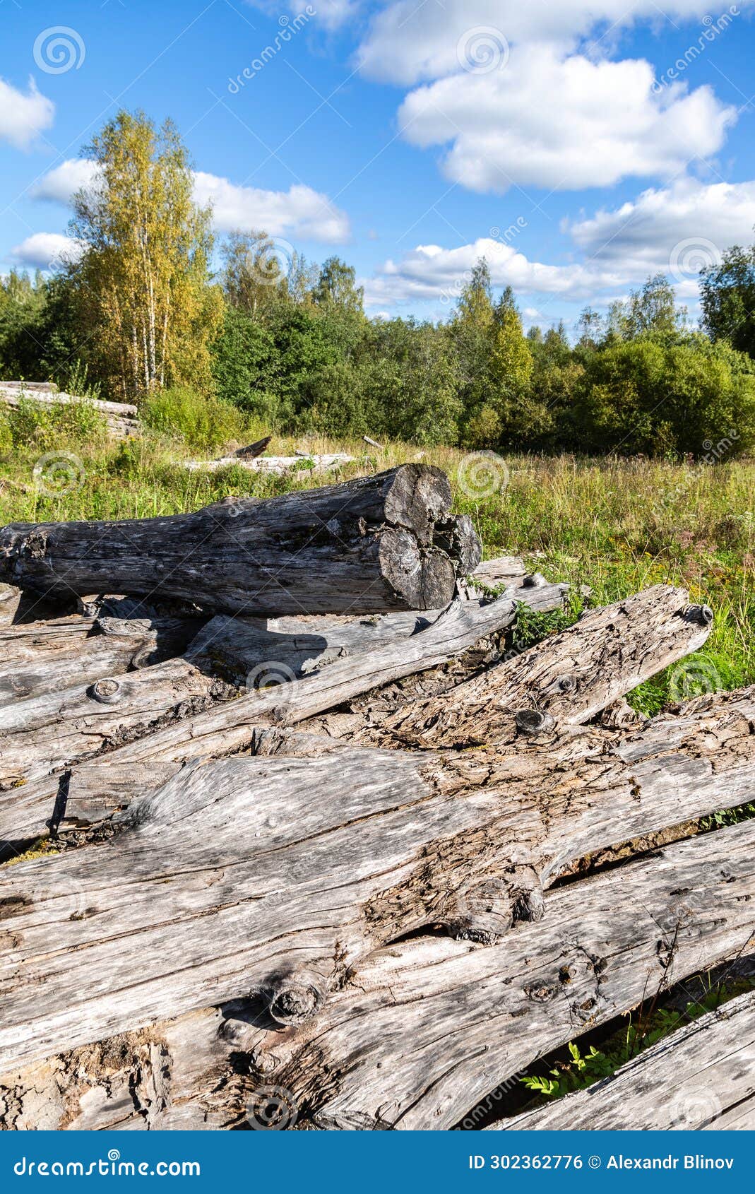 Broken Old Cut Tree Logs Piled Up Near a Forest Road in Summer ...