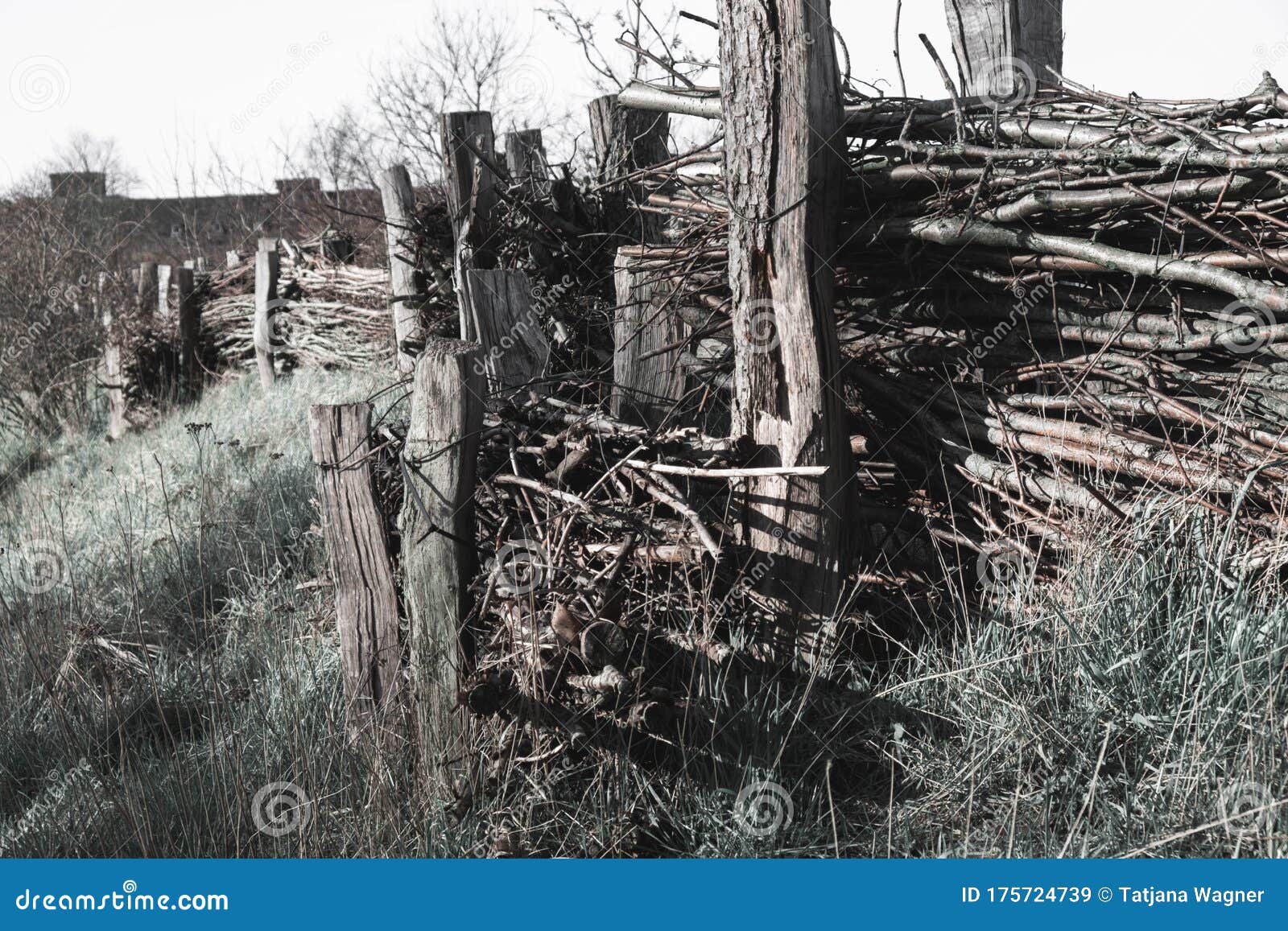 Broken Old Hedge and Tree Branches and Grass Stock Image - Image of ...