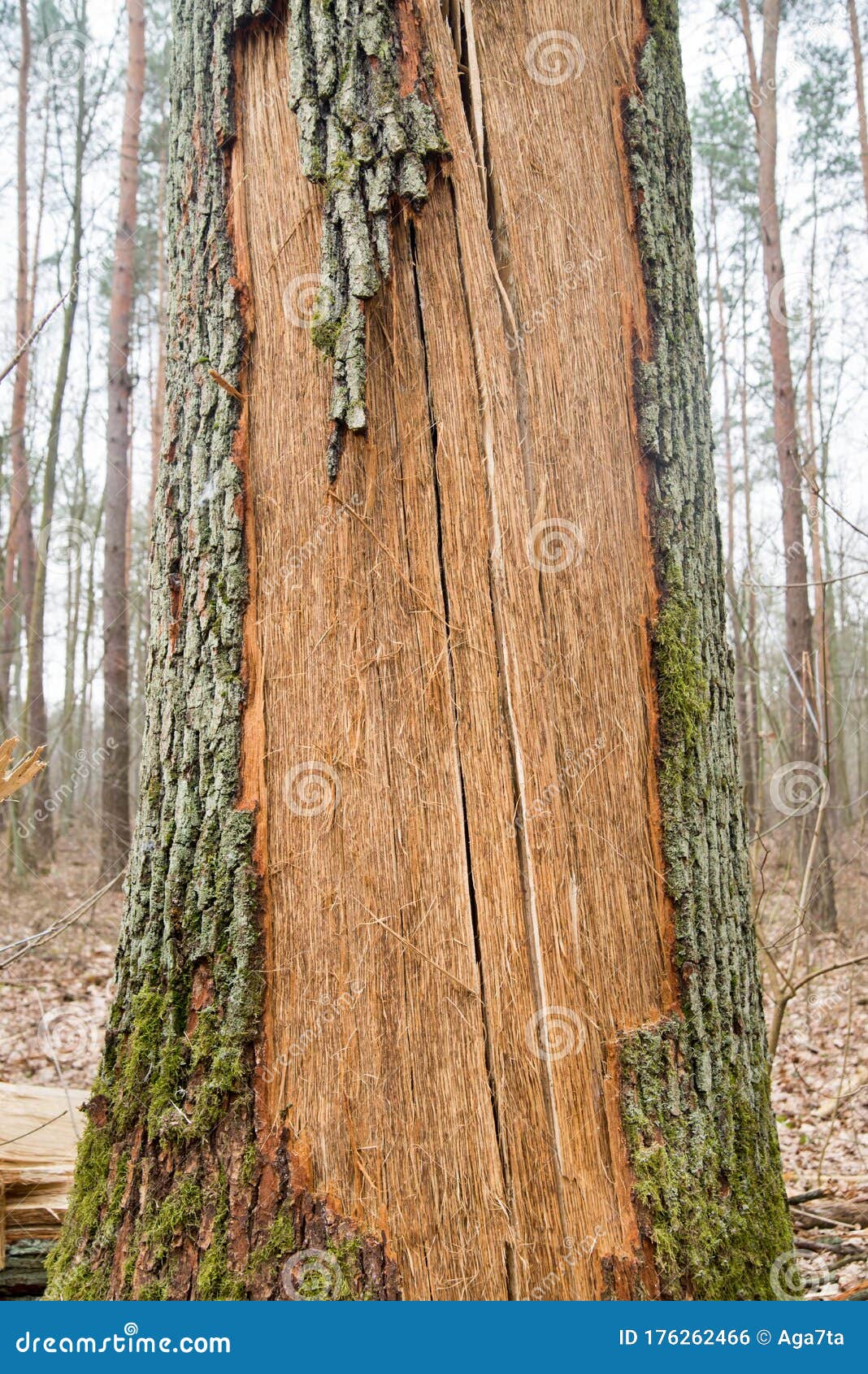 Broken old oak tree trunk stock photo. Image of branch - 176262466