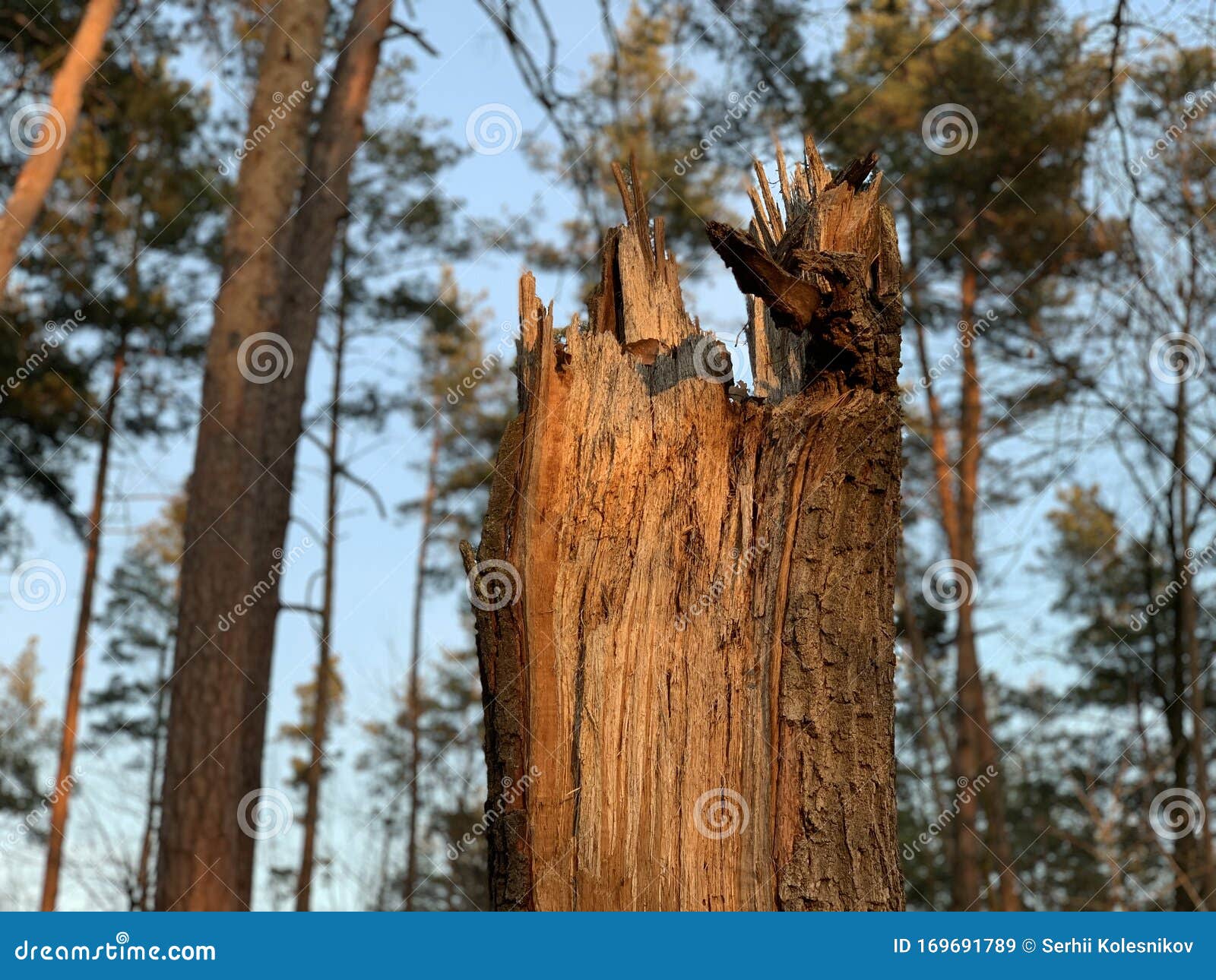 Broken Old, Perennial Tree in the Forest. Broken Trunk of a Tall Tree ...