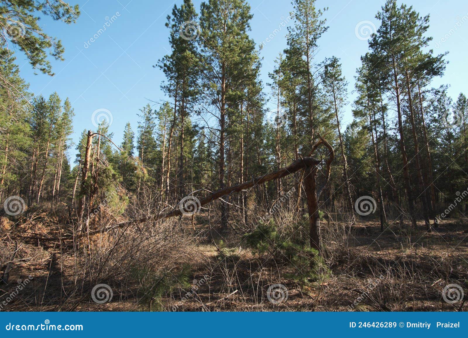 Broken Old Pine Tree in a Pine Forest Stock Image - Image of tree ...