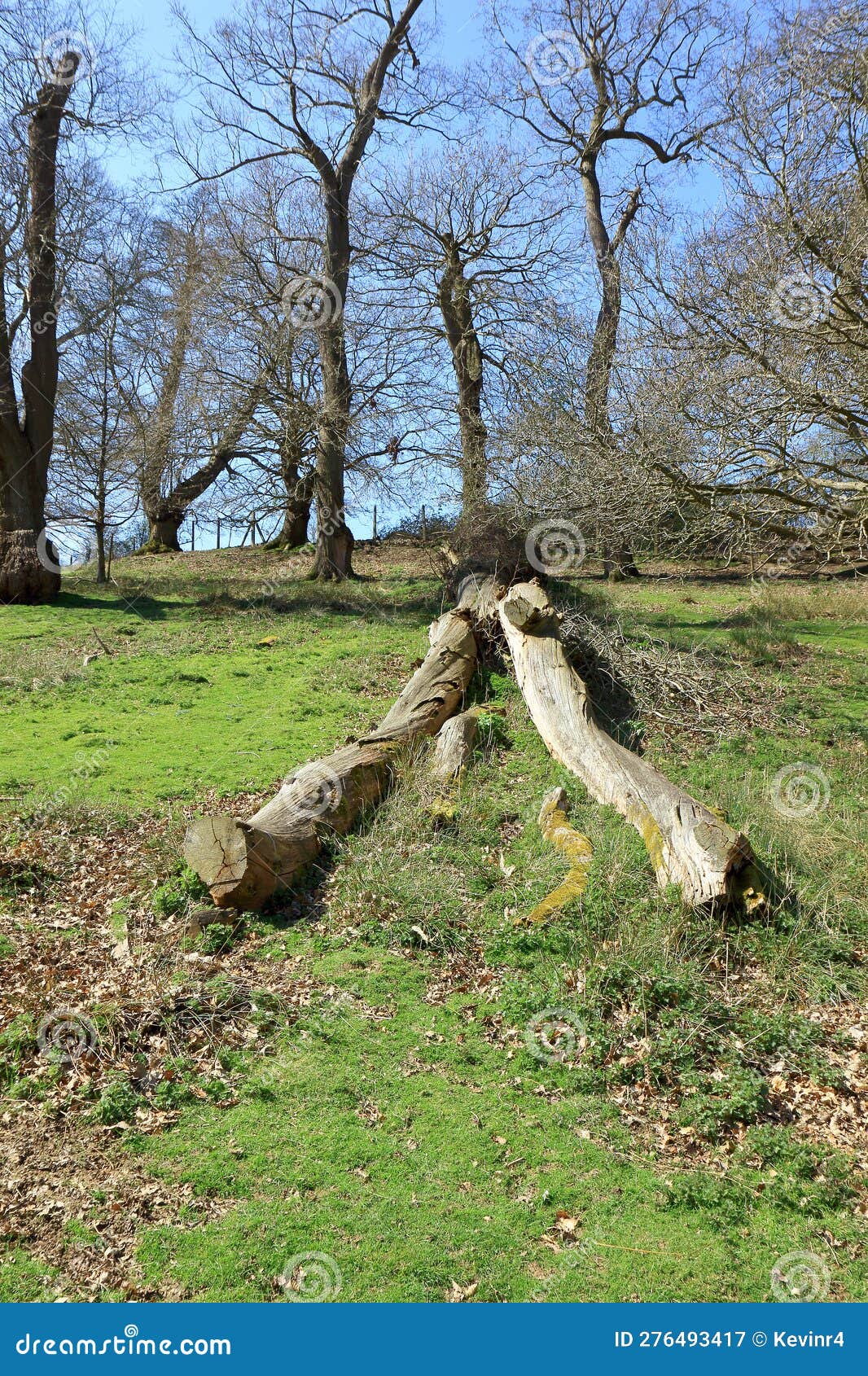 Broken Old Tree Covered in Foliage and Surrounded by Grass Stock Image ...