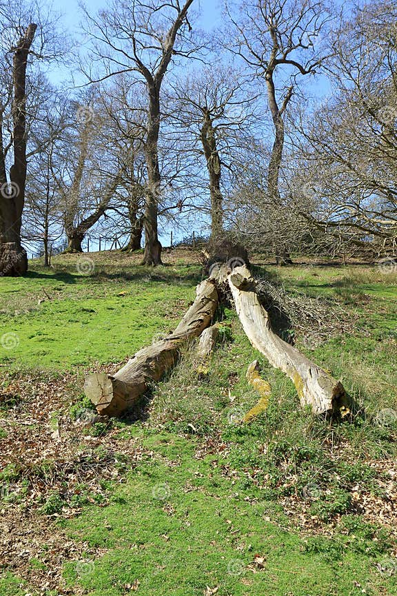 Broken Old Tree Covered in Foliage and Surrounded by Grass Stock Image ...