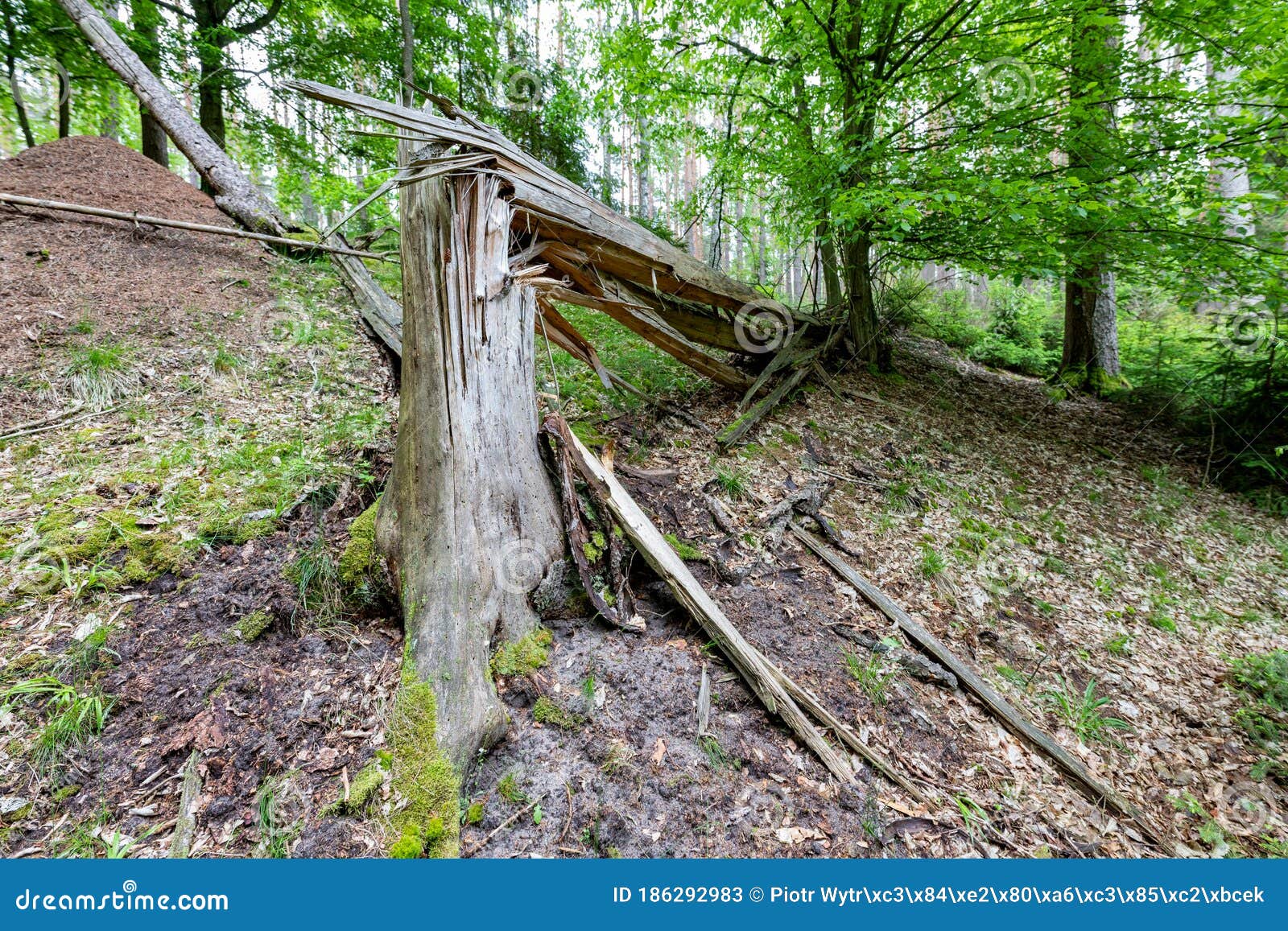 Broken Old Tree in Deciduous Forest. Old Broken Branches of Trees Stock ...
