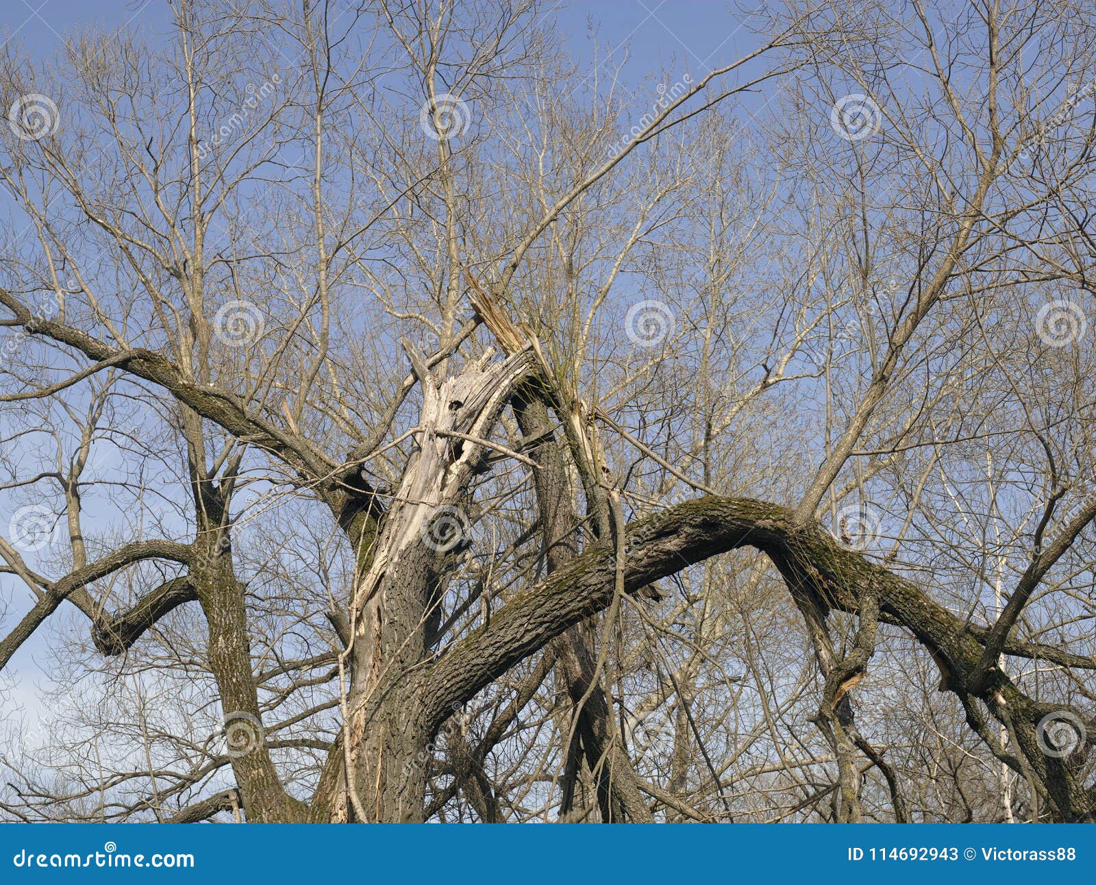 Broken old tree stock image. Image of damage, sunny - 114692943