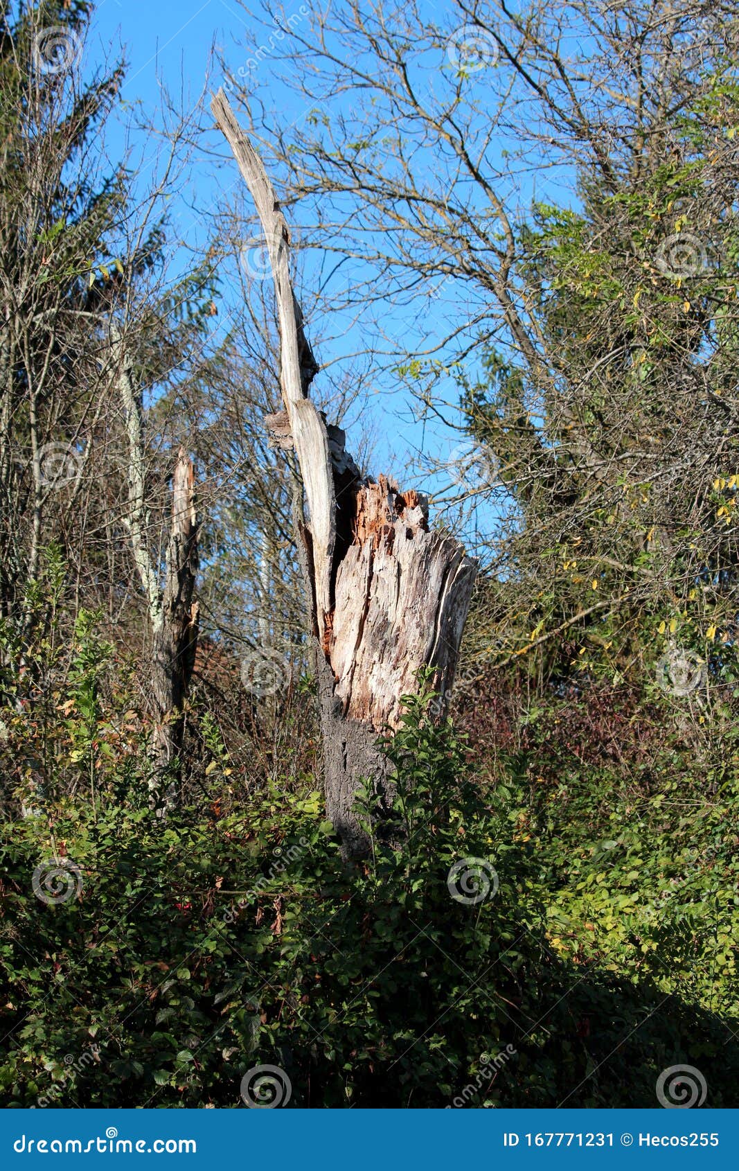 Broken Old Tree Stumps Left in Local Forest after Storm Surrounded with ...
