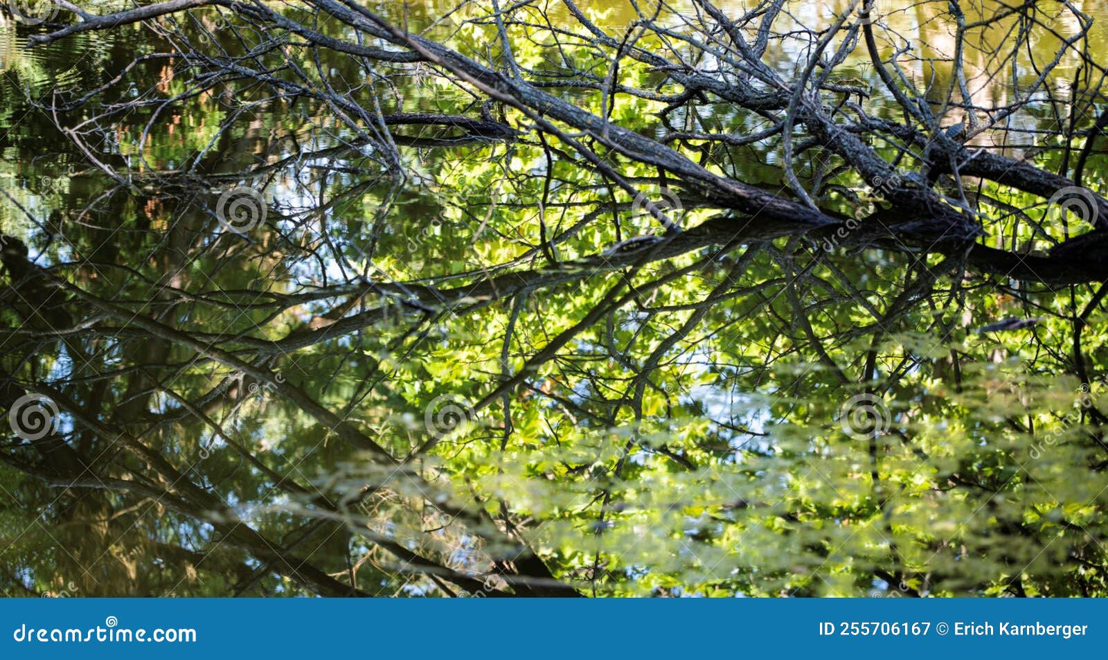 Abstract Tree Reflections in Water Stock Illustration - Illustration of ...