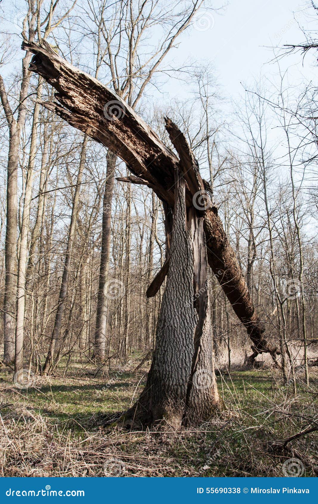 Broken old tree stock photo. Image of broken, nature - 55690338