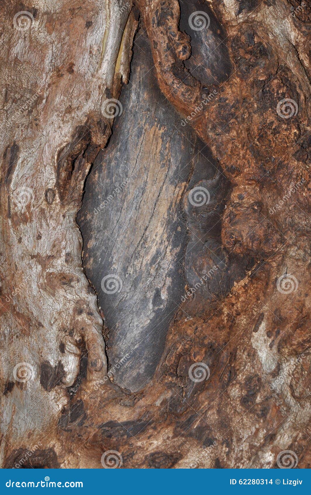 Broken Open: Bark Textures stock photo. Image of revealing - 62280314