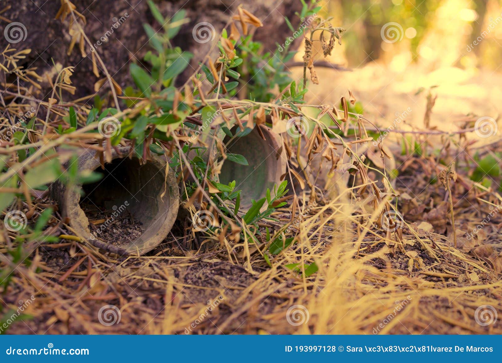Broken Overgrown Pipes almost Hidden in the Grass Stock Photo - Image ...
