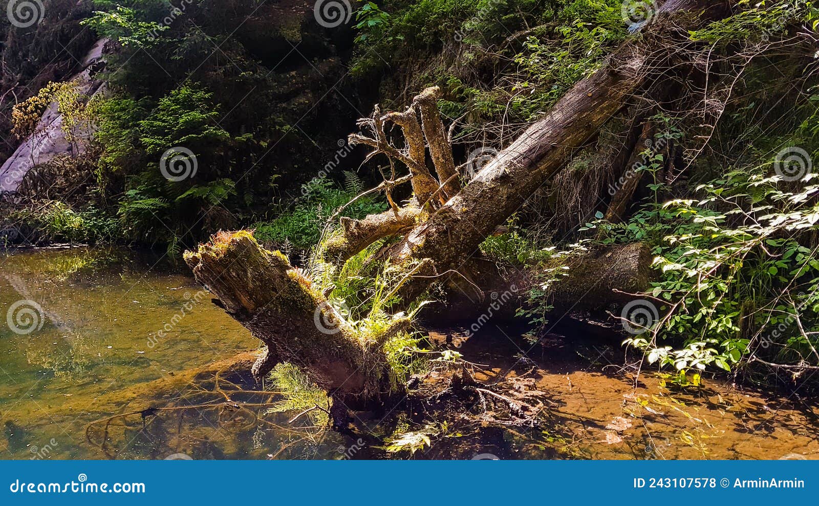 Broken Overgrown Tree Trunks in a Wild and Romantic River Valley Stock ...