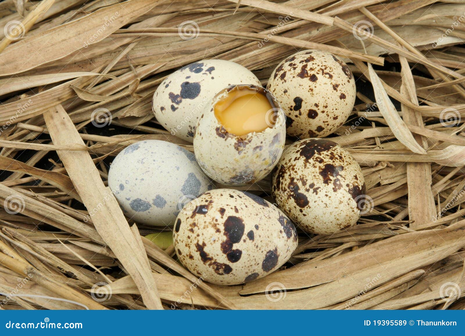 Broken partridge egg stock image. Image of cooking, dried - 19395589