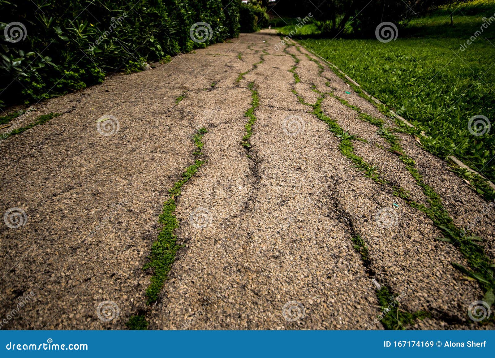A broken path stock image. Image of path, plant, road - 167174169