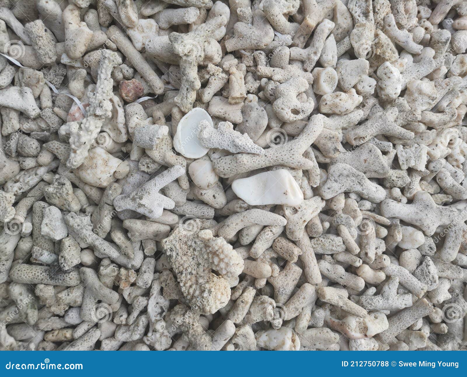 Broken Pieces of Coral Skeleton and Shell. Stock Photo - Image of piece ...