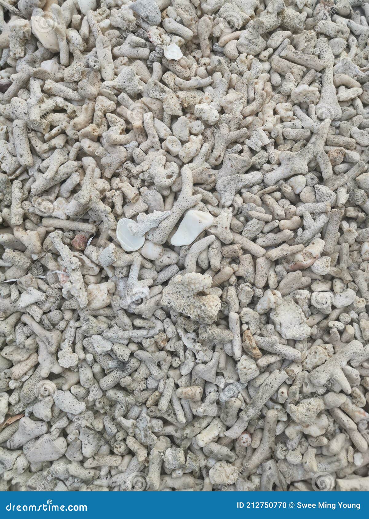 Skeleton Of Sea Shell Violet Echinoidea Isolated On White Background ...