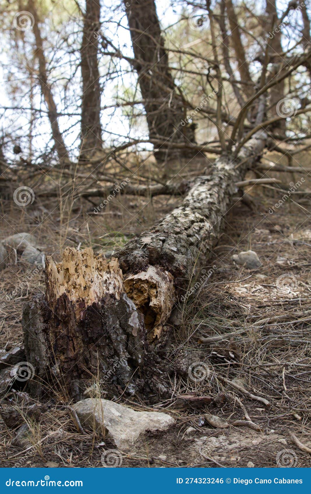 Fallen Broken Pine Tree in the Forest Stock Photo - Image of branch ...