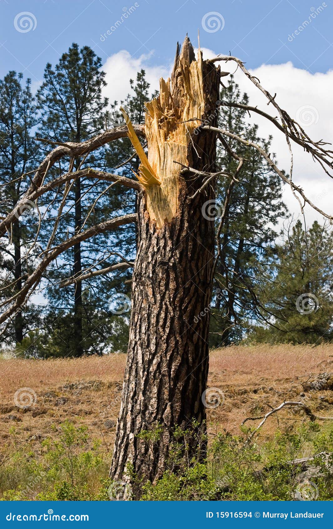 Top Of Pine Tree Broke Off at Mitzi Mcclain blog