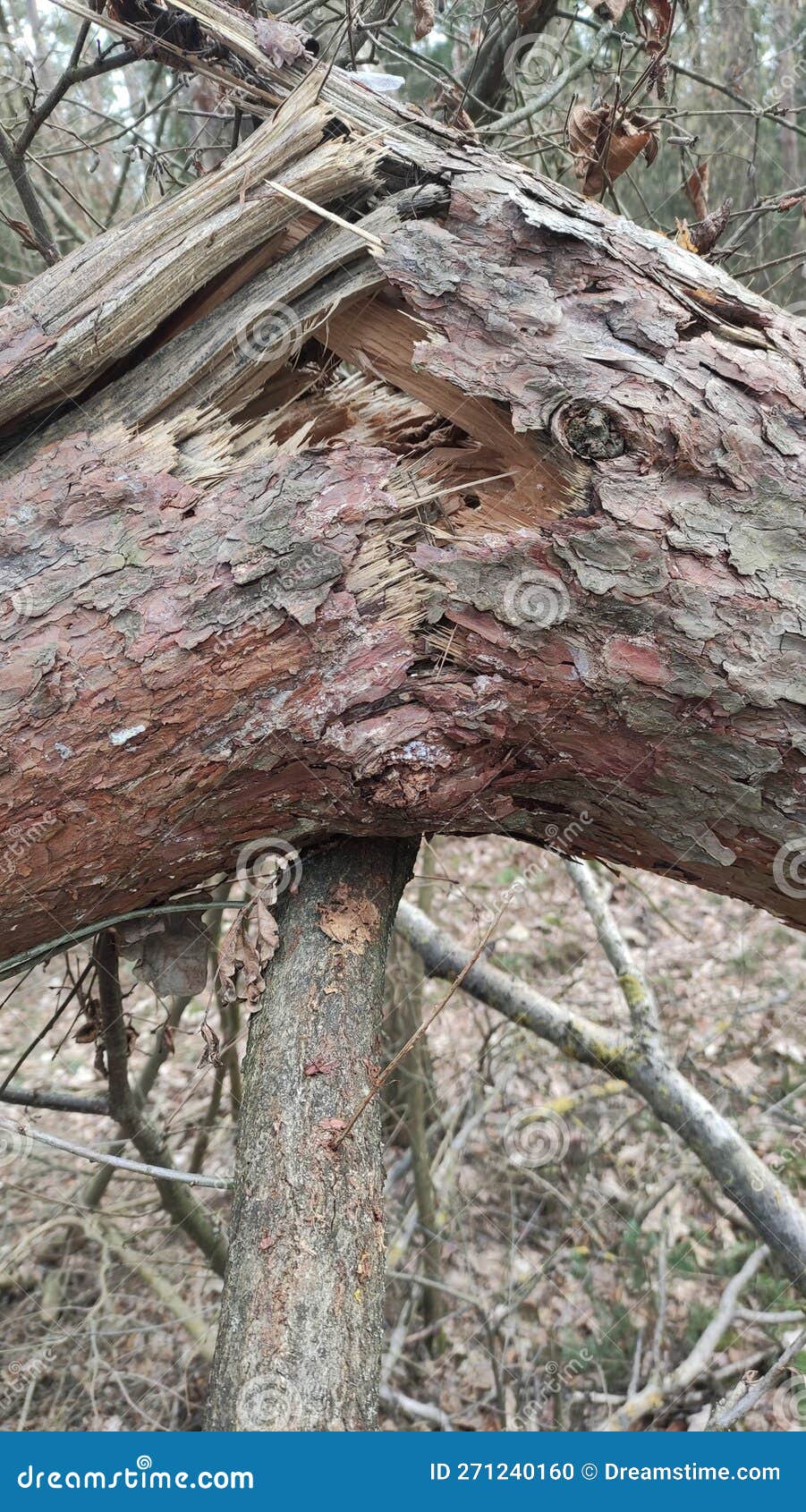 Broken pine tree stock photo. Image of trunk, soil, wilderness - 271240160