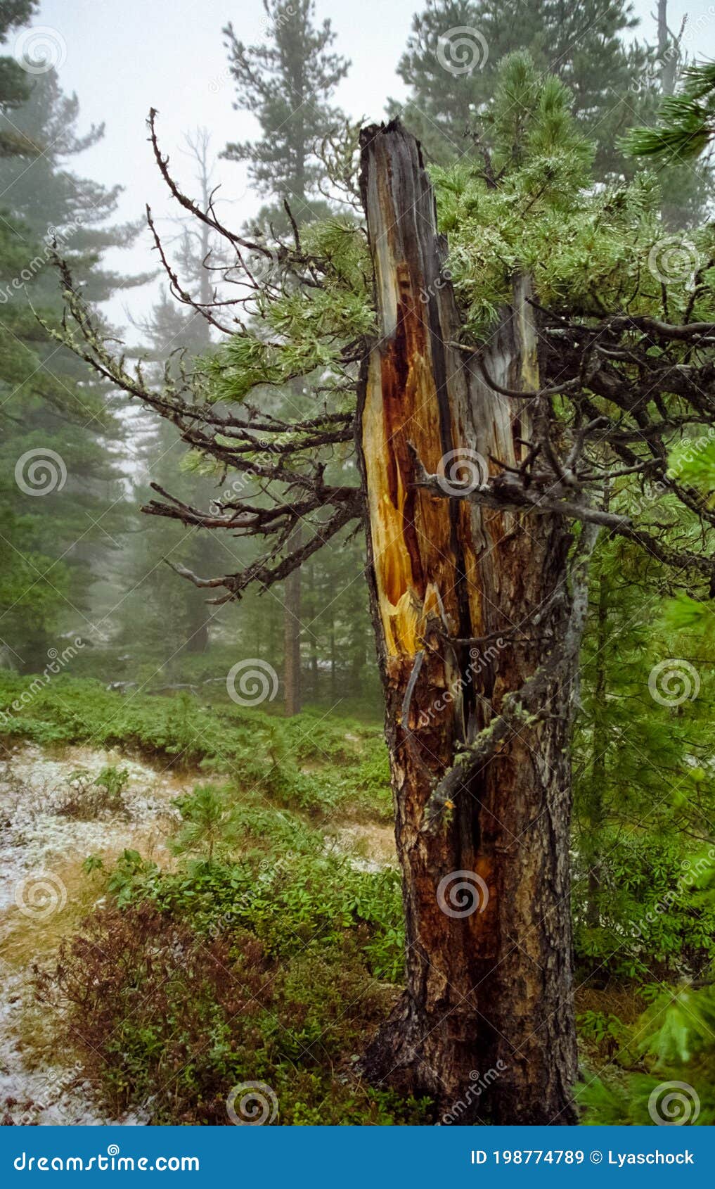 Broken Pine Tree. Pine Broke Stock Image - Image of aftermath, forest ...