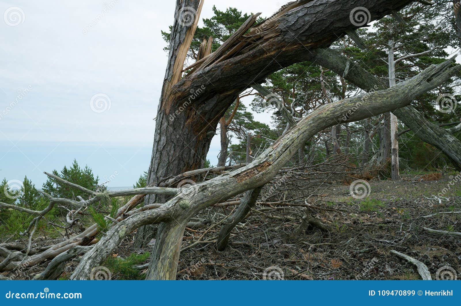 Broken Pine Tree with Fallen Branch, Ocean in the Background Stock ...