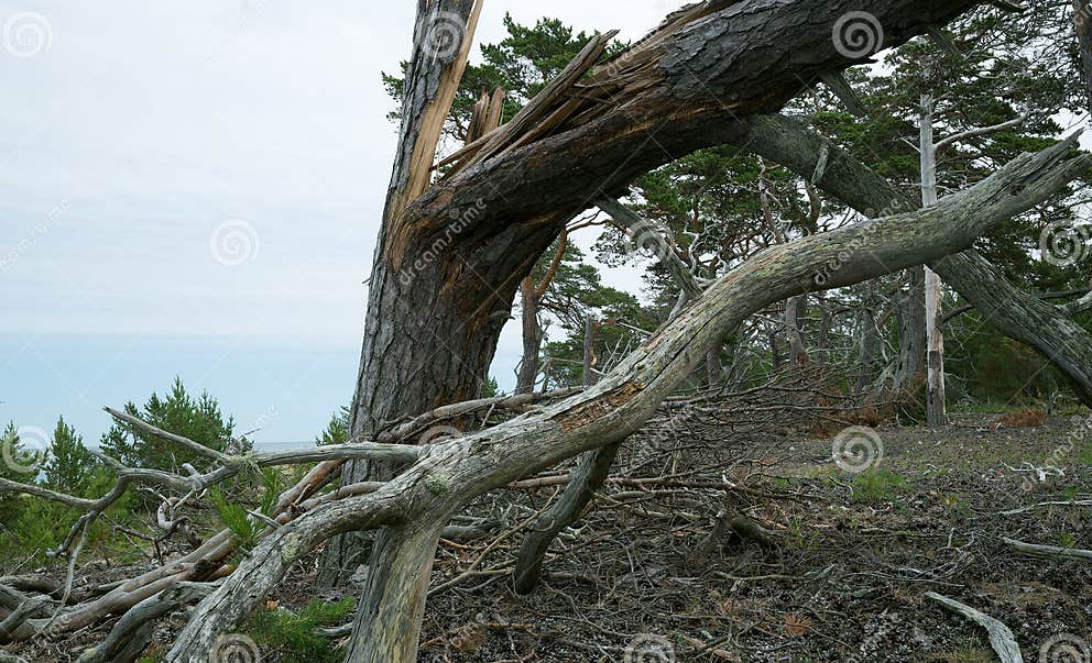 Broken Pine Tree with Fallen Branch, Ocean in the Background Stock ...