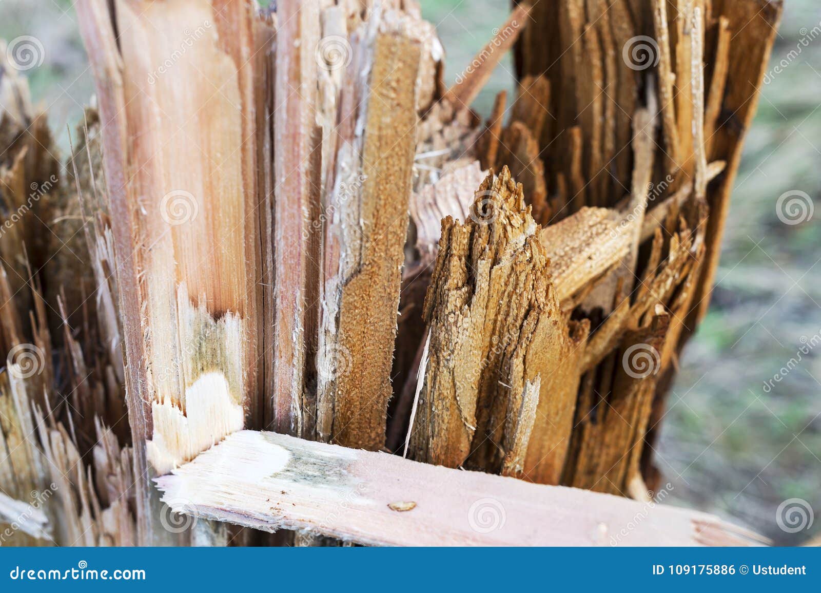 Broken Pine Tree in the Forest Stock Photo - Image of branch ...