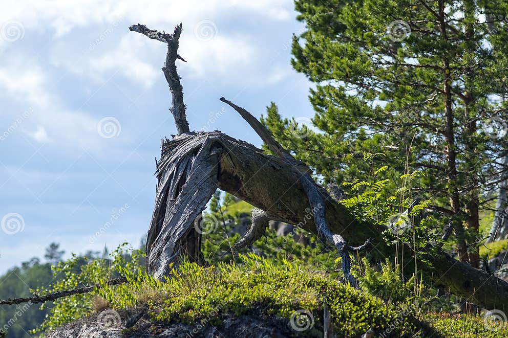 Broken pine tree in forest stock photo. Image of broken - 269692262