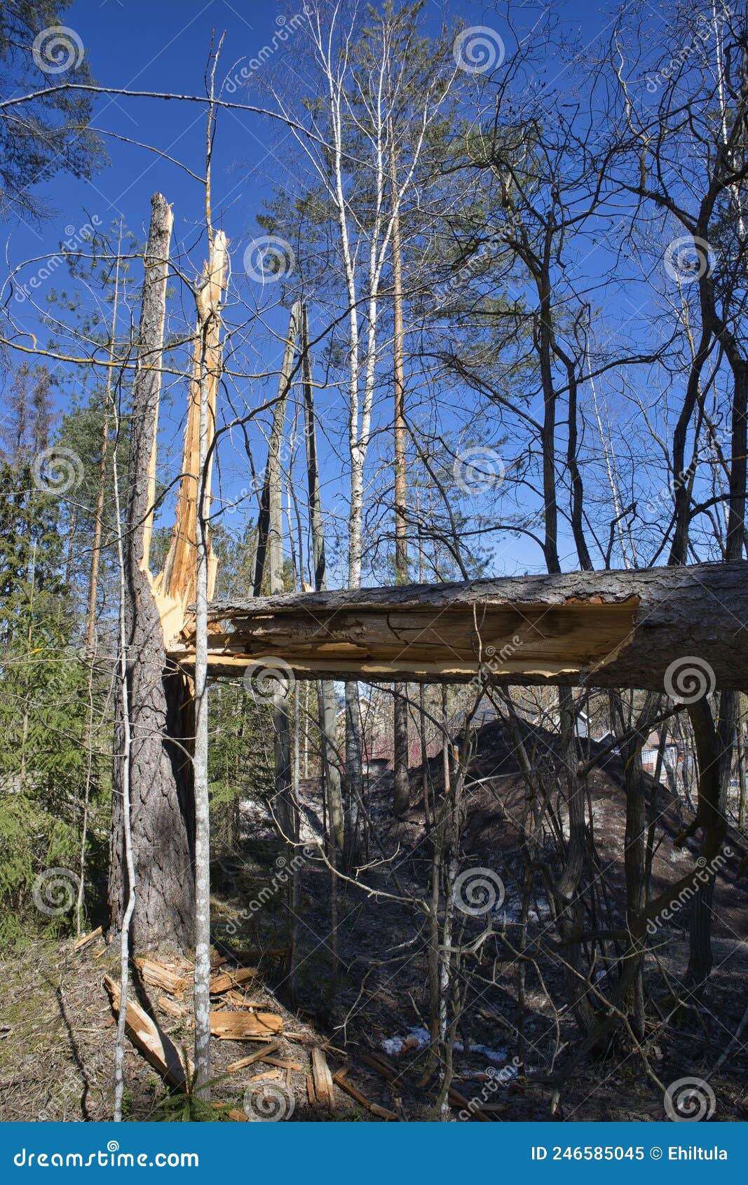 Broken Pine Tree in the Forest after a Storm Stock Image - Image of ...