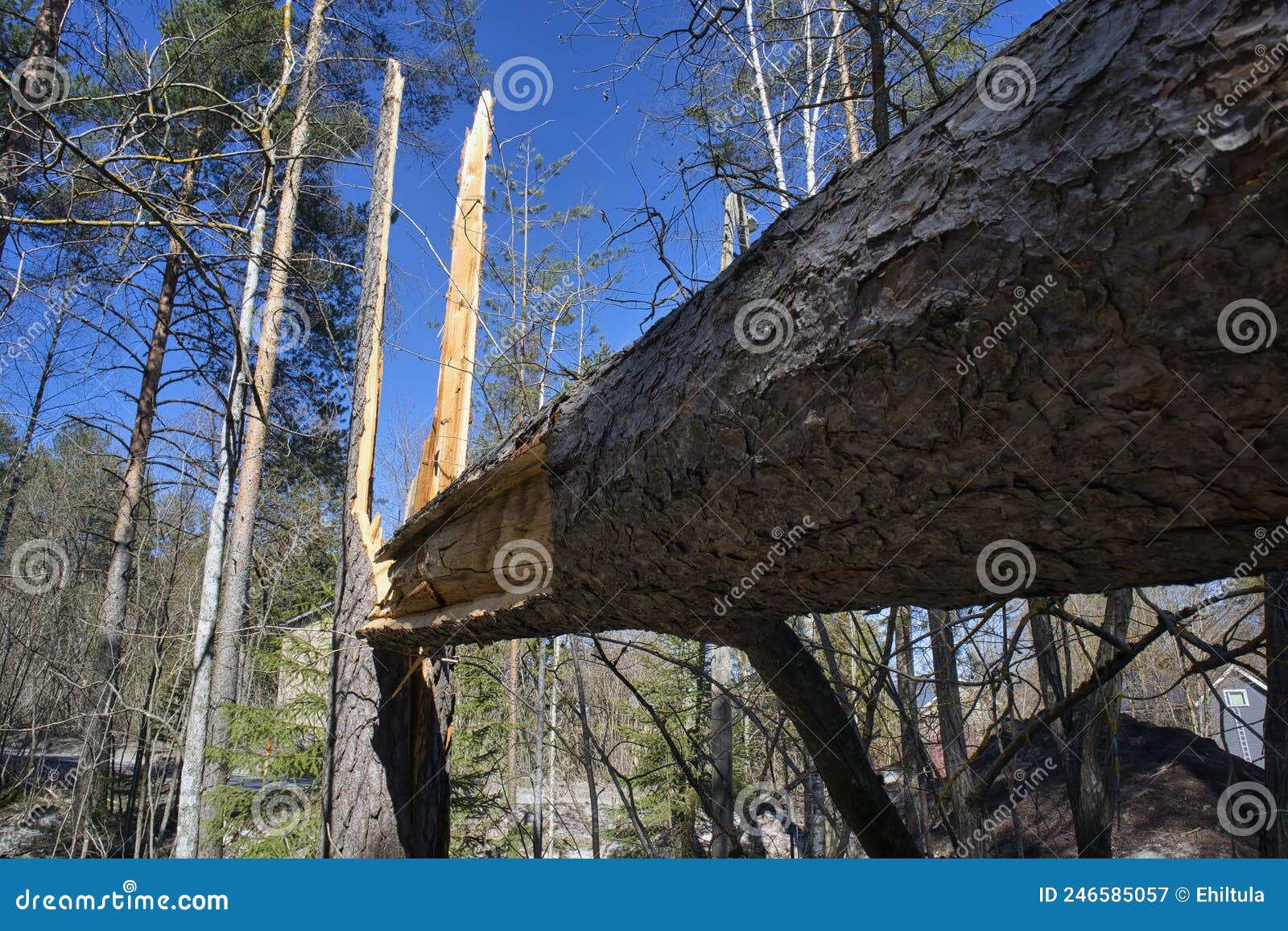 Broken Pine Tree in the Forest after a Storm Stock Image - Image of ...