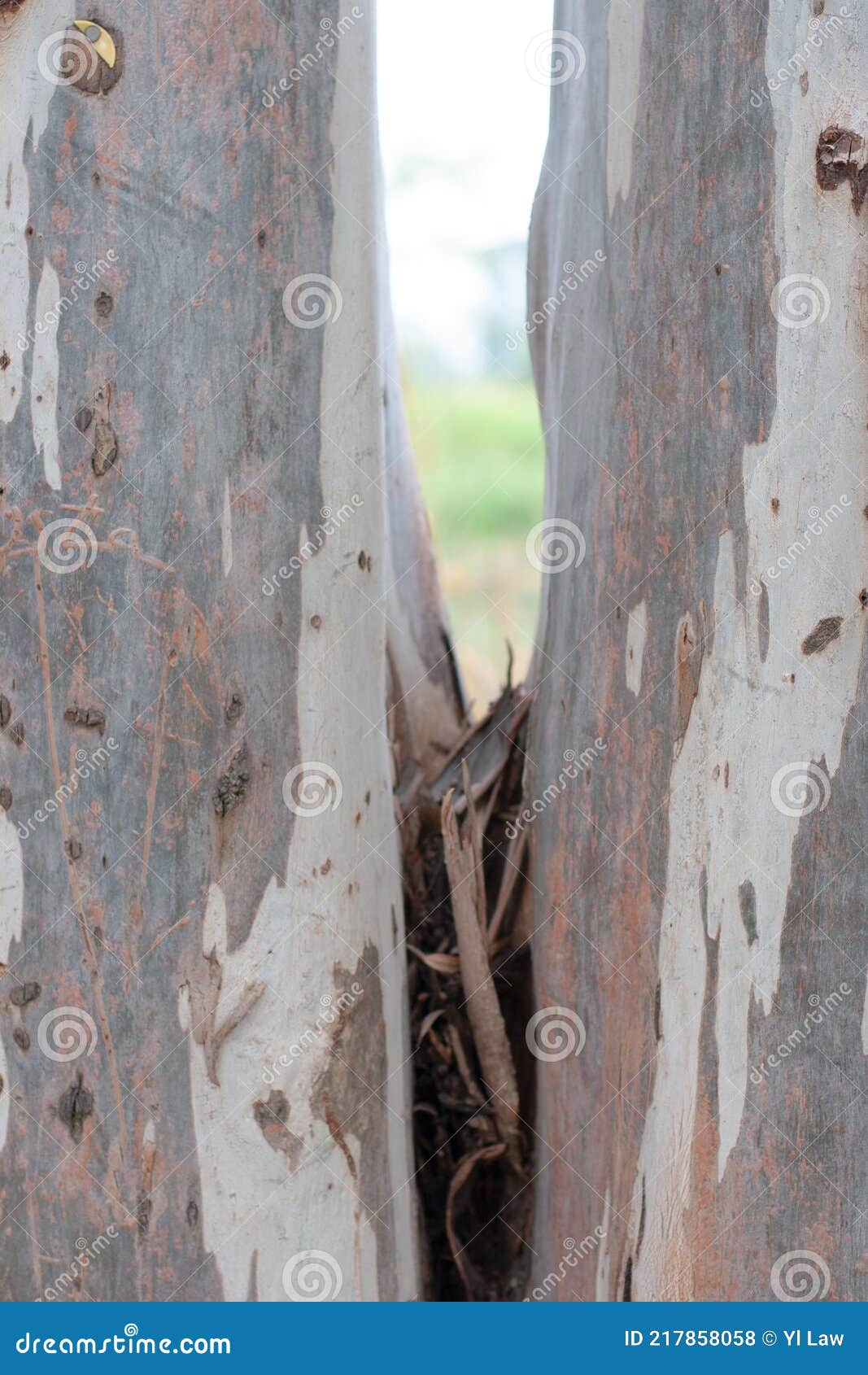 The Broken Pine Tree in the Forest after Strong Winds Stock Photo ...