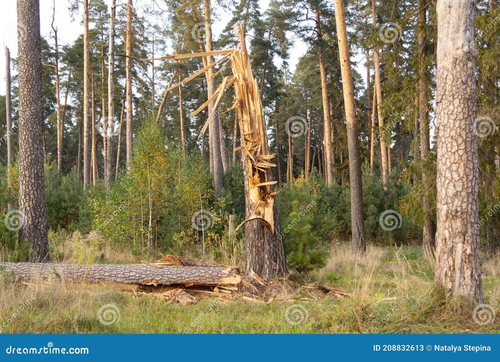 Broken Pine Tree in the Forest after Strong Winds. the Old Tree Broke ...