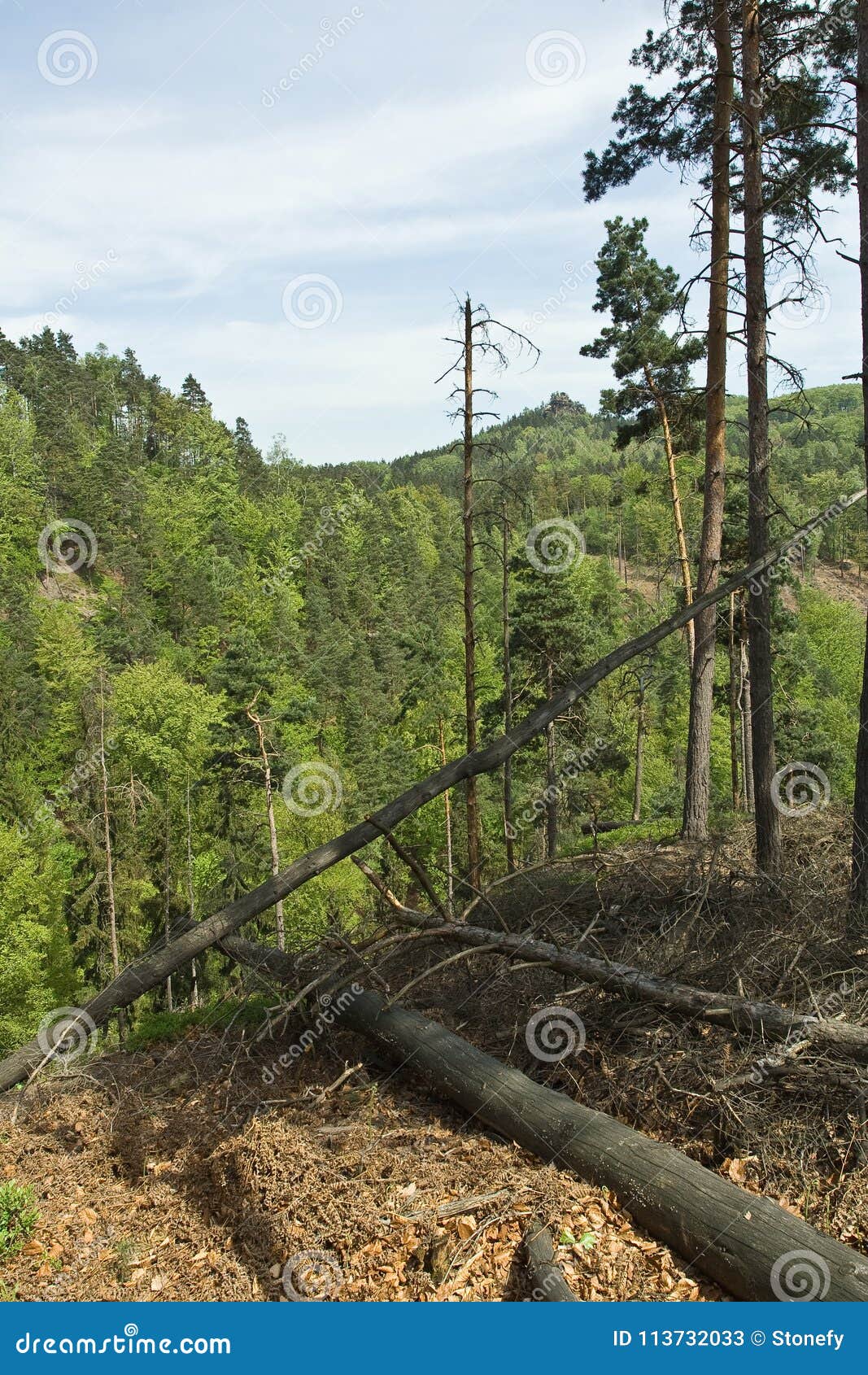 Broken Pine Trees in Forest. Stock Image - Image of foggy, calm: 113732033