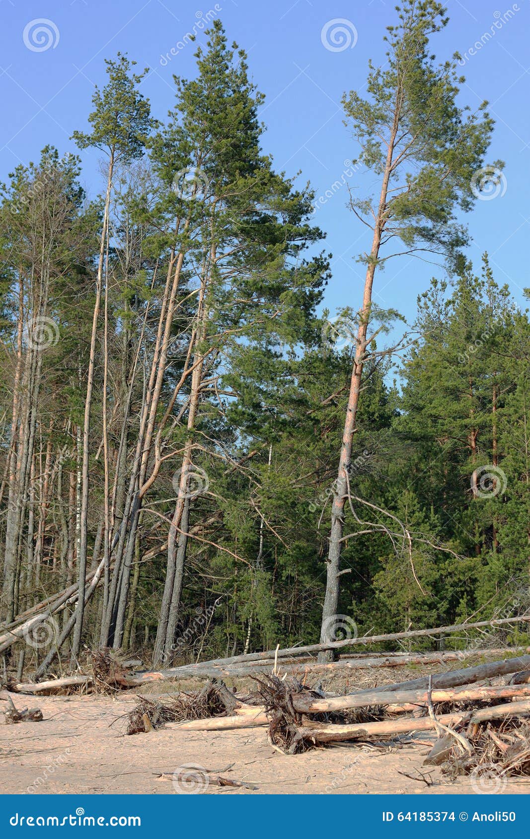 Broken pine trees stock photo. Image of woodland, tree - 64185374