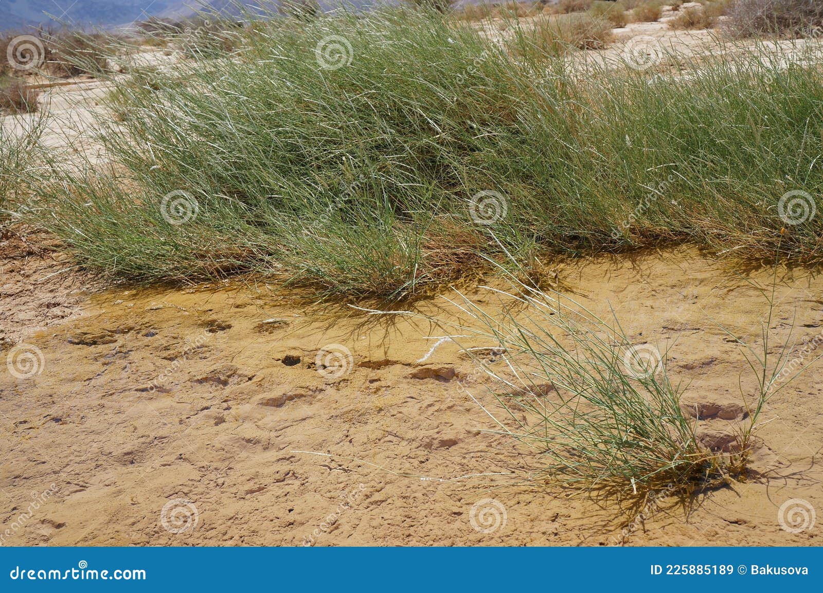 Broken Pipe of Clear Water and Puddle in the Desert Stock Image - Image ...