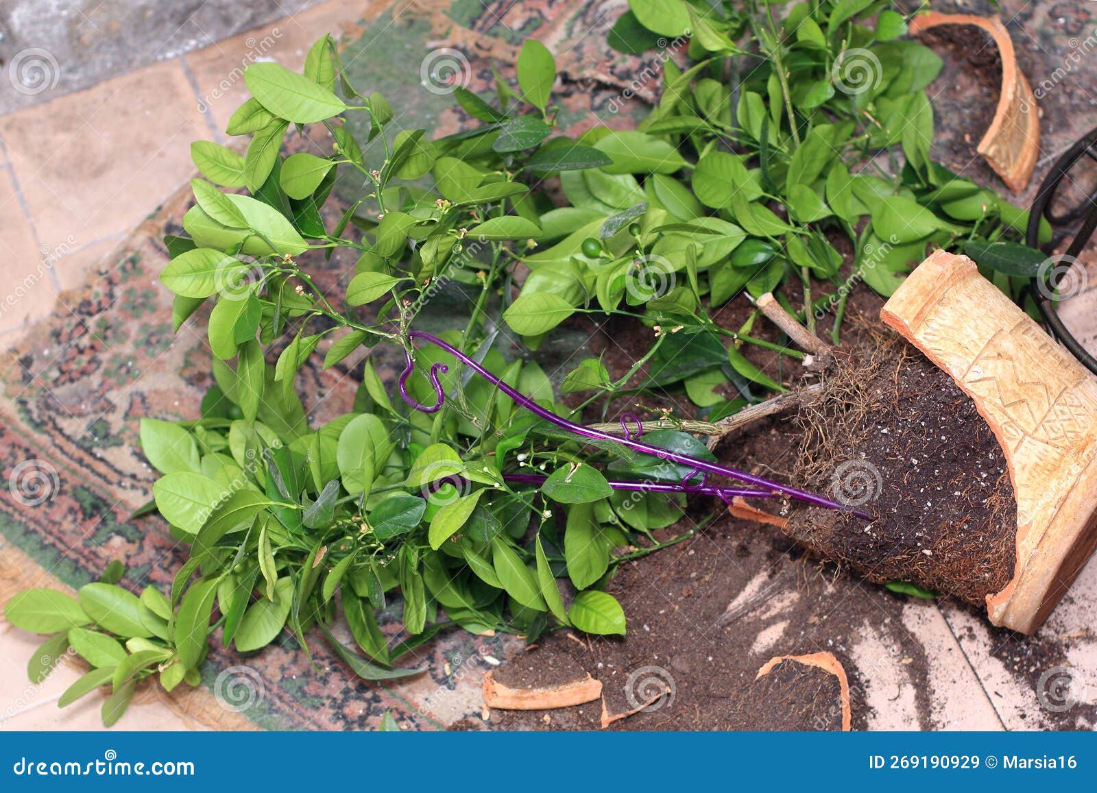 Broken pot with a plant stock image. Image of naughty - 269190929