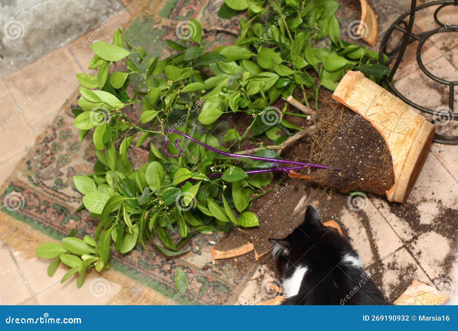 Broken Pot with a Plant and Guilty Cat Stock Photo - Image of curious ...