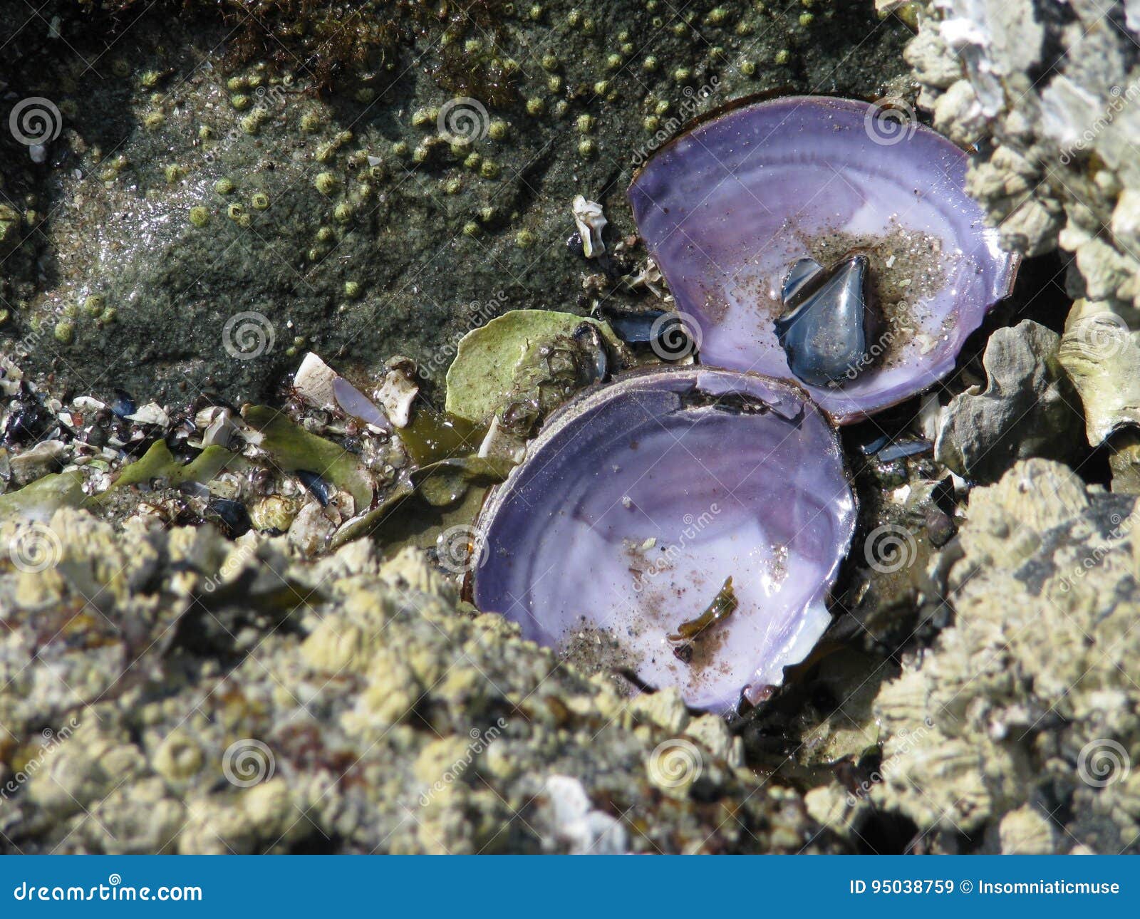 Broken Purple Shells stock image. Image of beach, shells - 95038759