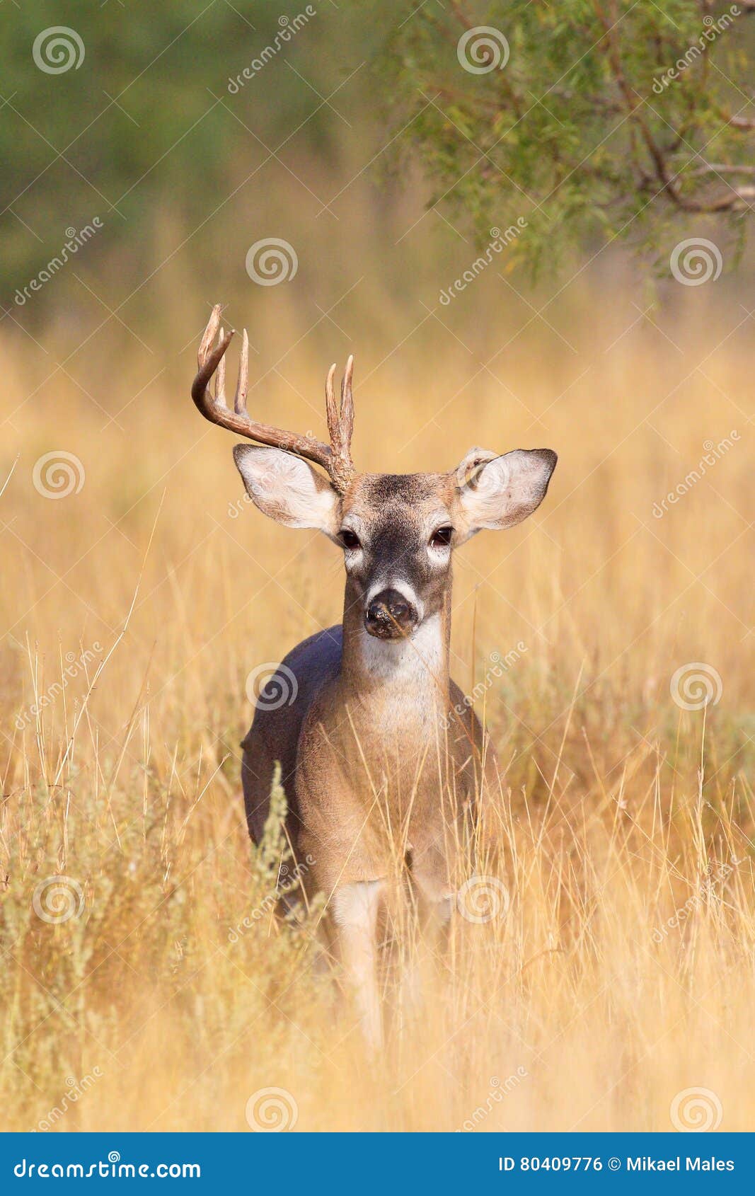 Broken rack stock photo. Image of feeding, boone, bucks - 80409776