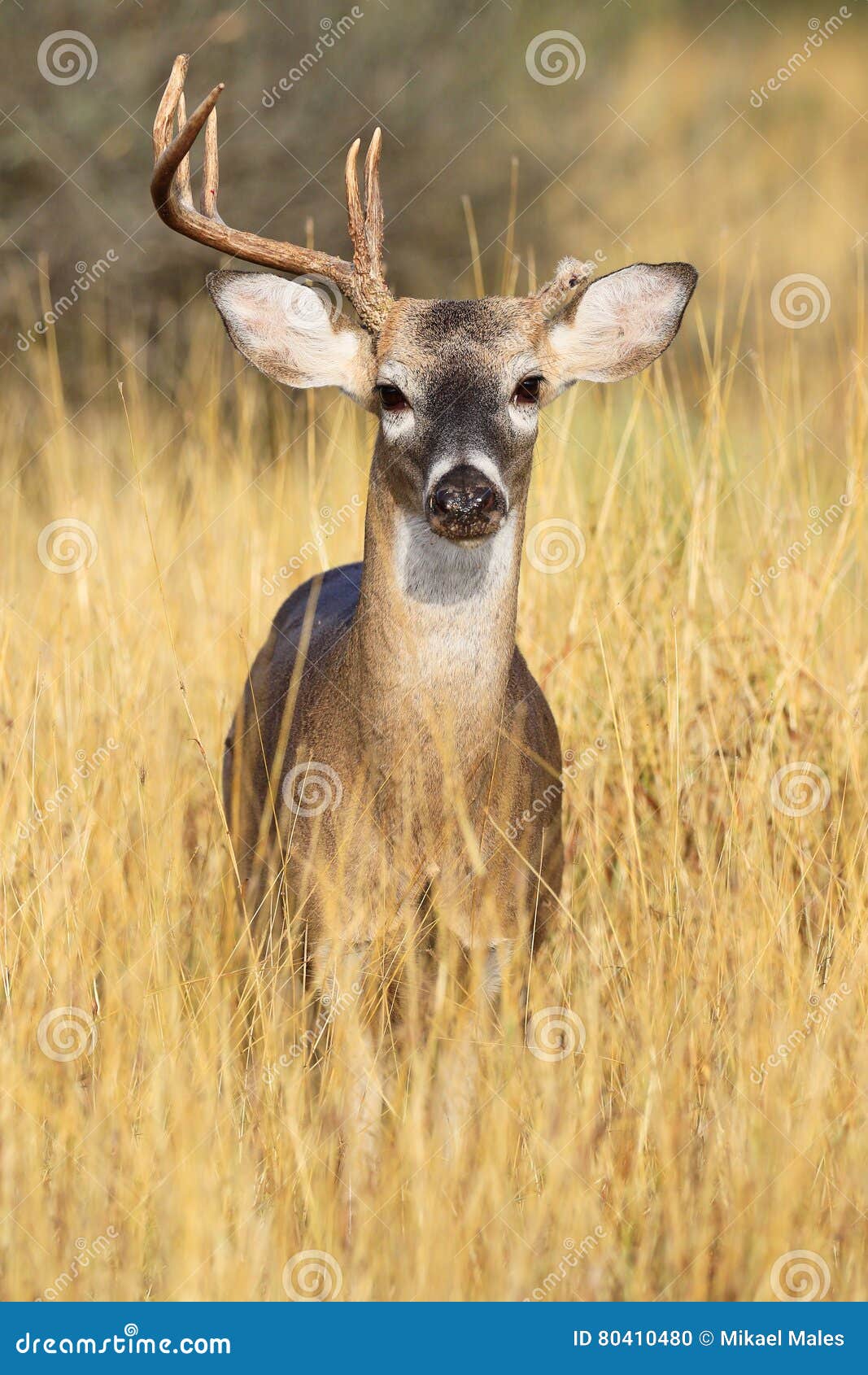 Broken Rack of Whitetail Buck Stock Photo - Image of beam, antlers ...