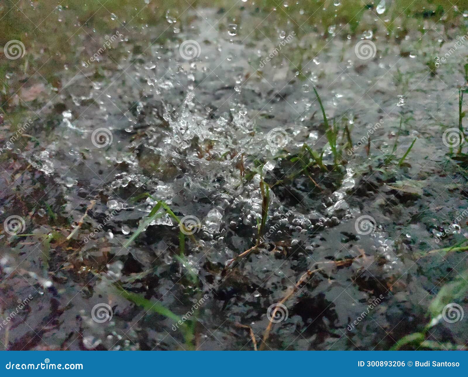 Broken Raindrops Puddled on the Green Grass Stock Photo - Image of ...