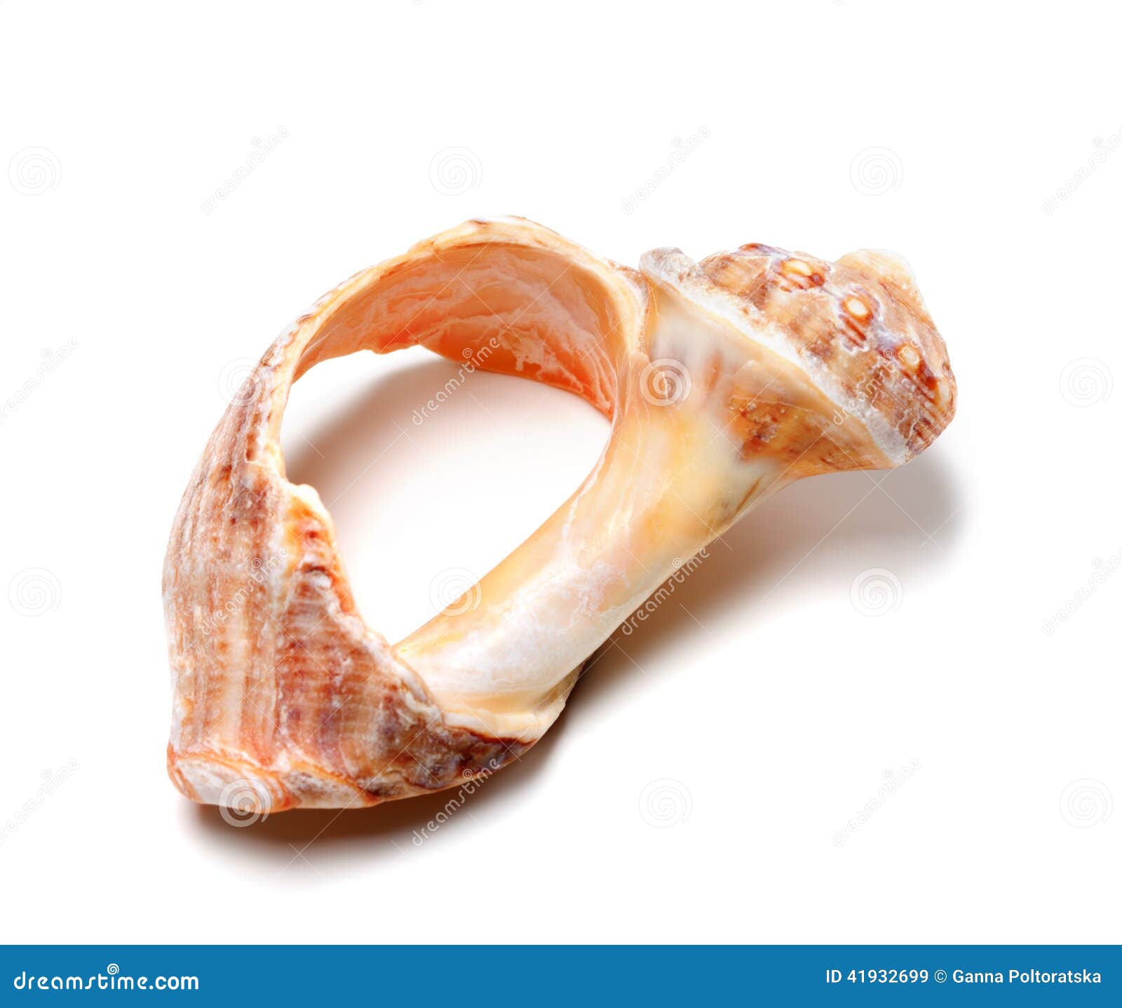 Broken rapana shell stock image. Image of broken, closeup - 41932699