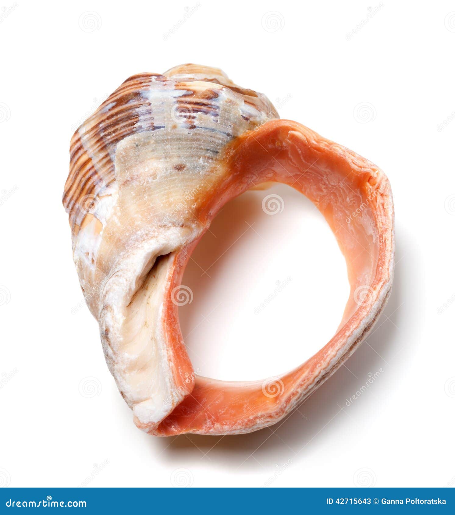 Broken Rapana Shell on White Background Stock Image - Image of mollusk ...