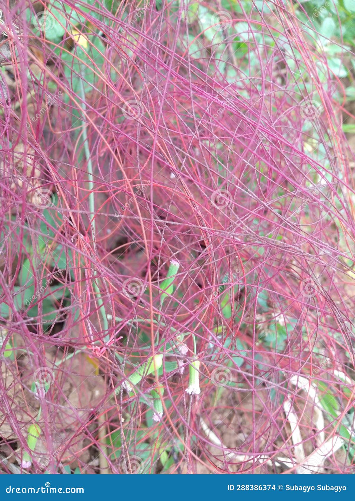 A broken red kite string stock photo. Image of autumn - 288386374