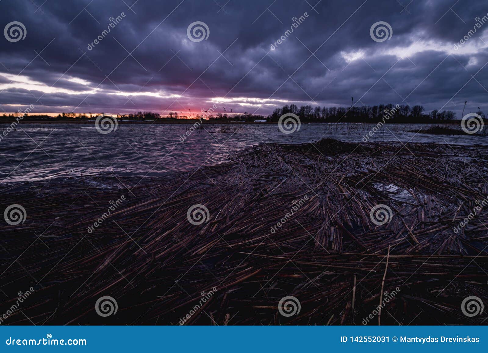 Broken Reed Cane Sticks Floating on Top of River Water in a View of ...